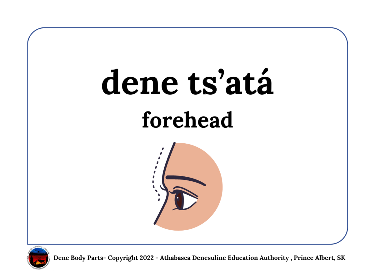 Body Parts – Language – Athabasca Denesuline Education Authority